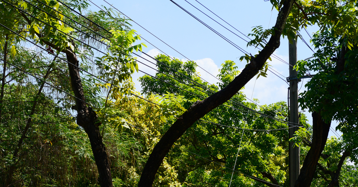 6 Signs It Might Be Time To Remove Your Tree - Anchor Tree Service