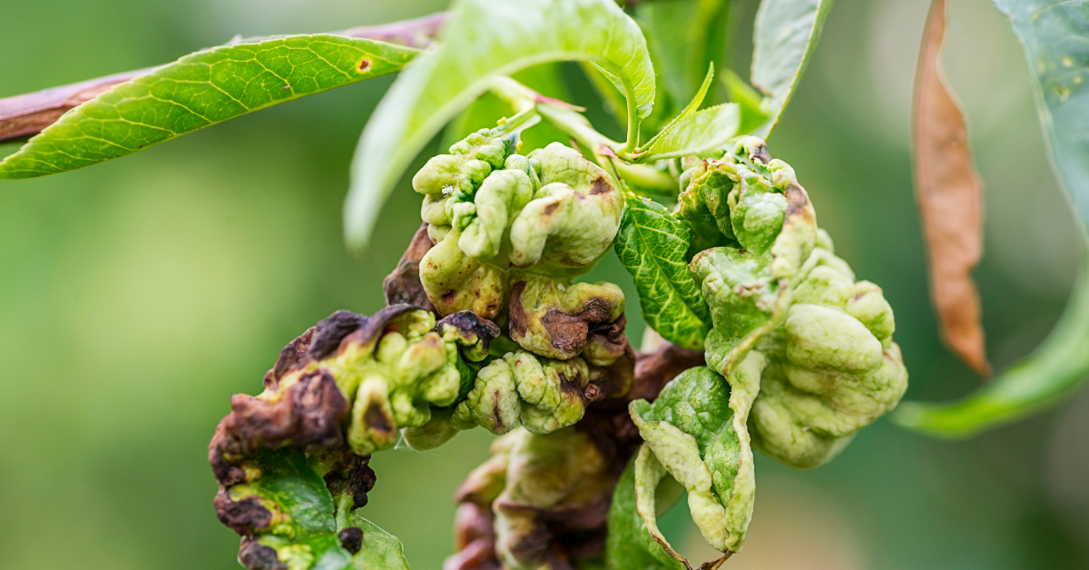 Common Fruit Tree Diseases: An In-Depth Guide - Anchor Tree Service