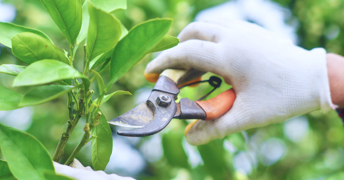 Proper Pruning Practices - Anchor Tree Service