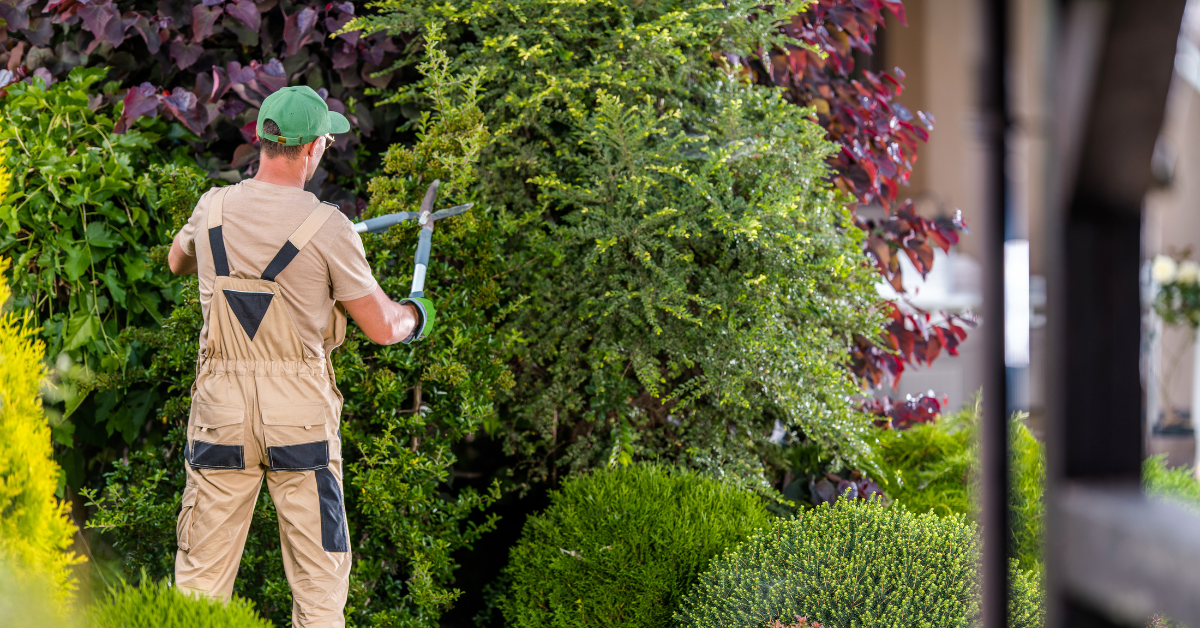 Shaping Growth in Young And Mature Trees - Anchor Tree Service
