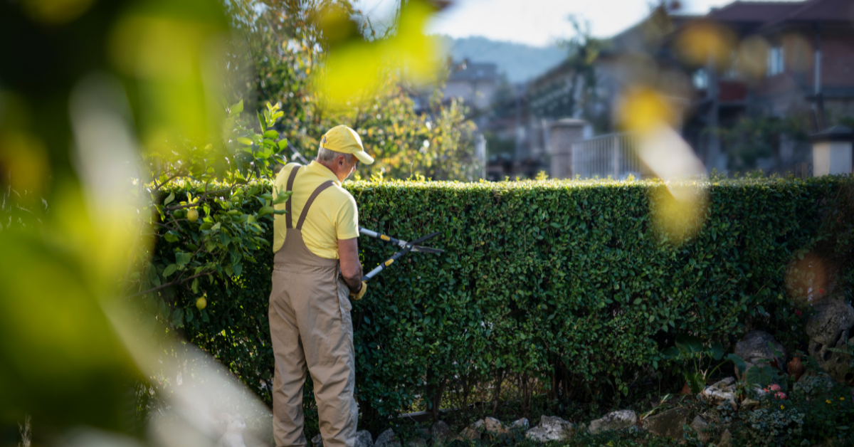 Best Tree Variety to Use for a Hedge: Creating the Perfect Backdrop for Your Property - Anchor ...