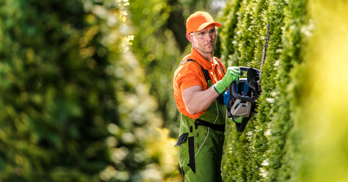 Best Tree Variety to Use for a Hedge: Creating the Perfect Backdrop for ...