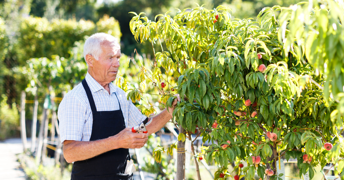 Best Time of Year to Prune a Fruit Tree - Anchor Tree Service