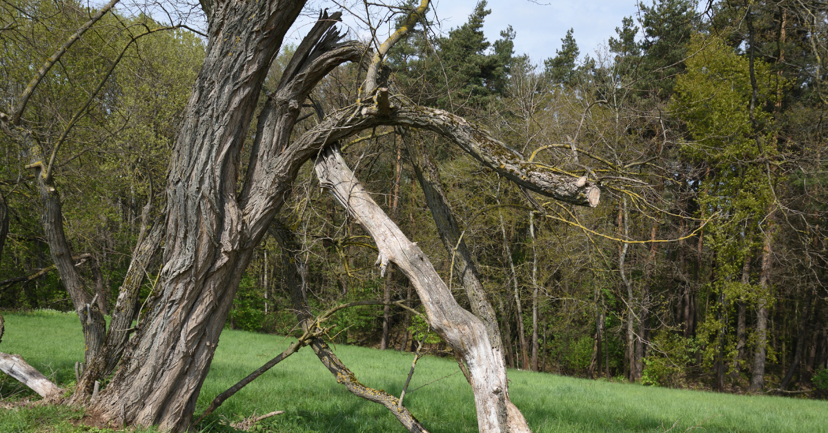 Understanding Deadwood and Its Impact on Your Trees and Property ...