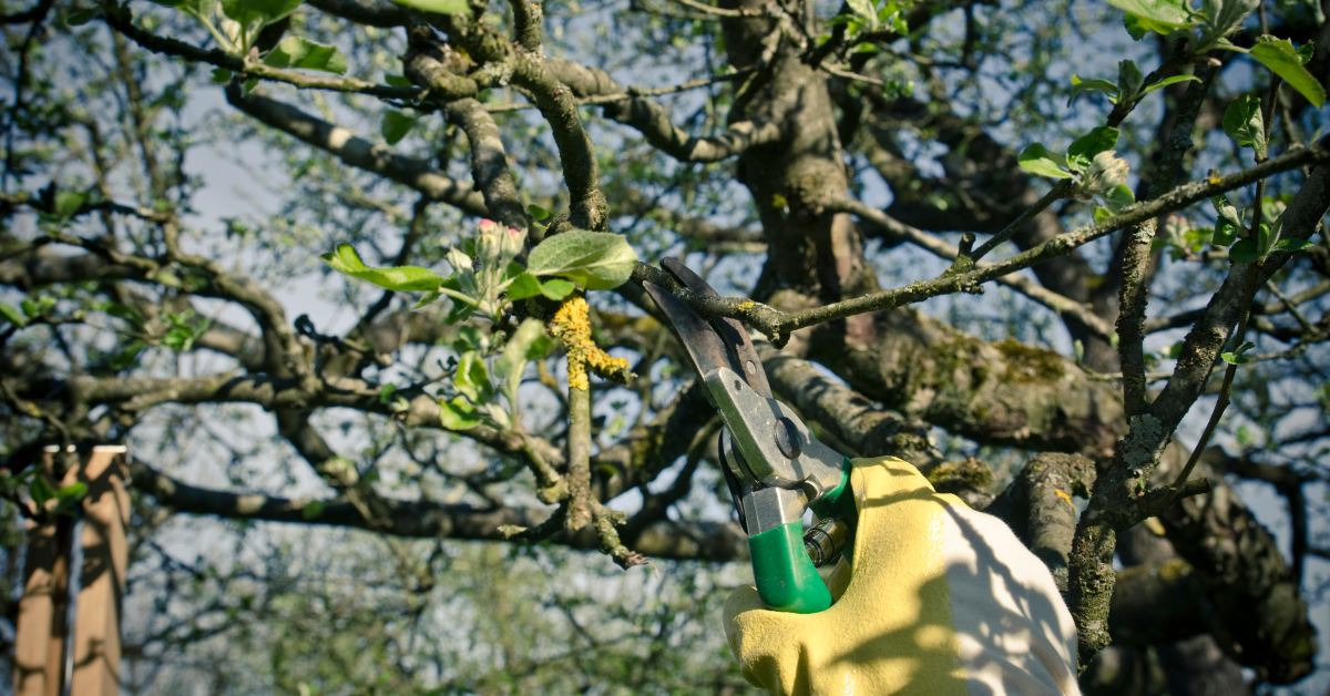 How to Make a Proper Pruning Cut - Anchor Tree Service