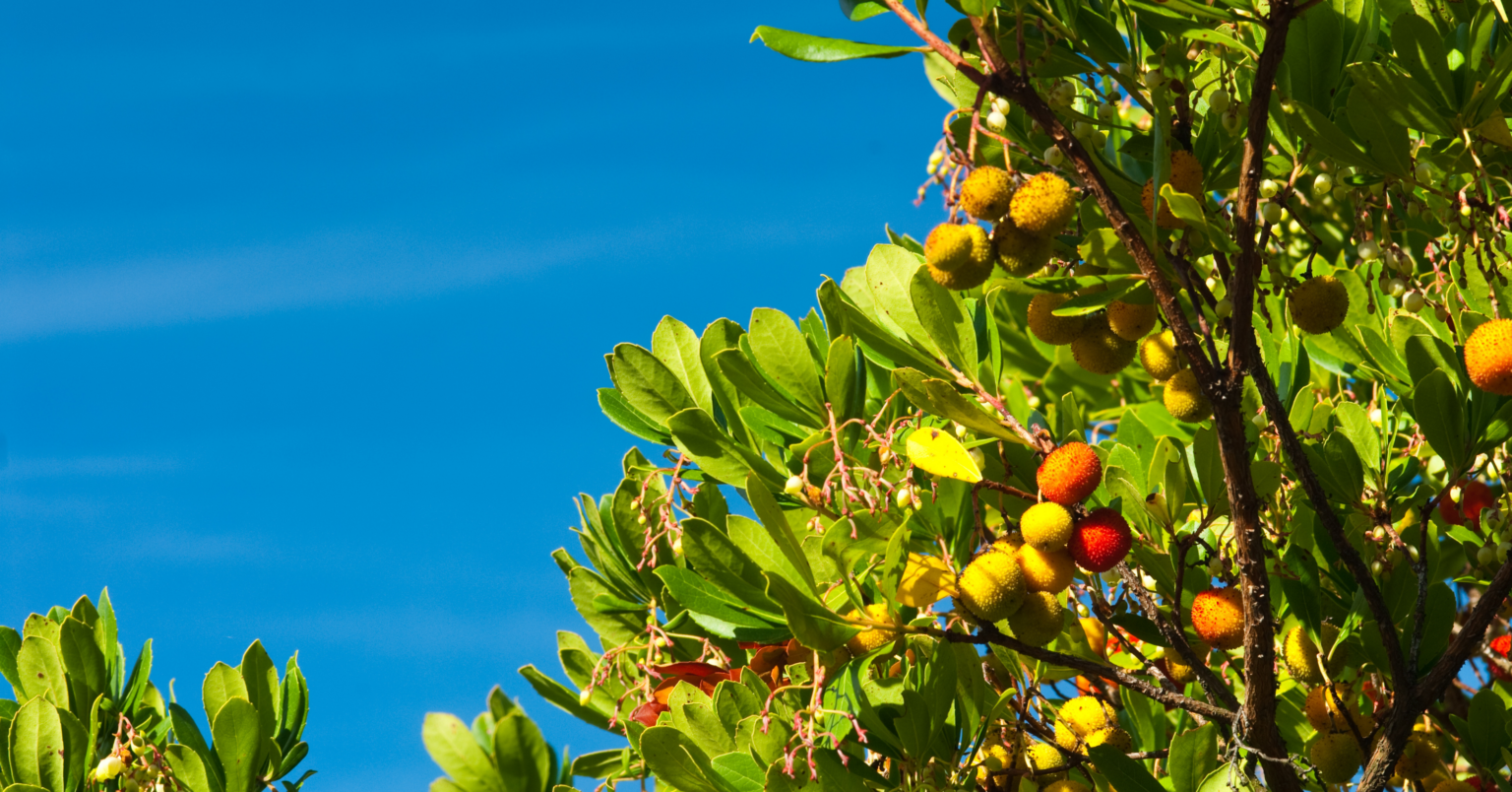 Caring for Arbutus Trees in Victoria, BC: A Comprehensive Guide ...
