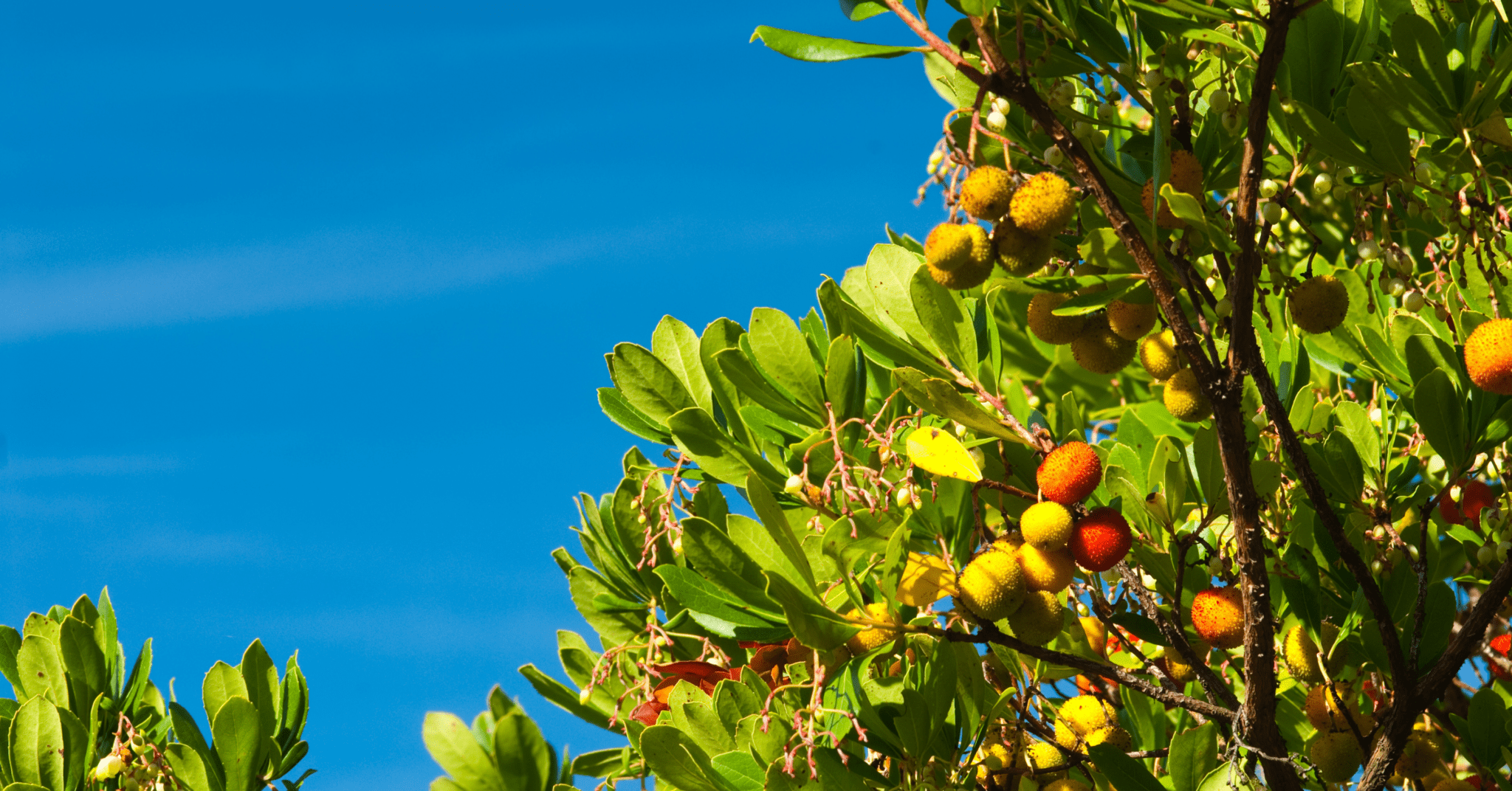Caring for Arbutus Trees in Victoria, BC: A Comprehensive Guide ...