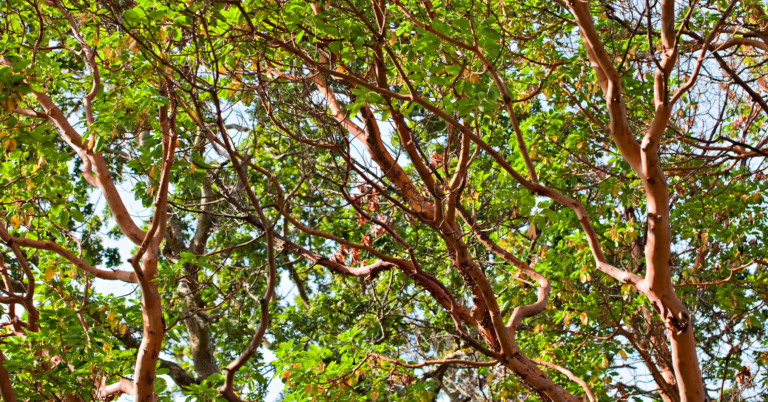 Caring for Arbutus Trees in Victoria, BC: A Comprehensive Guide ...