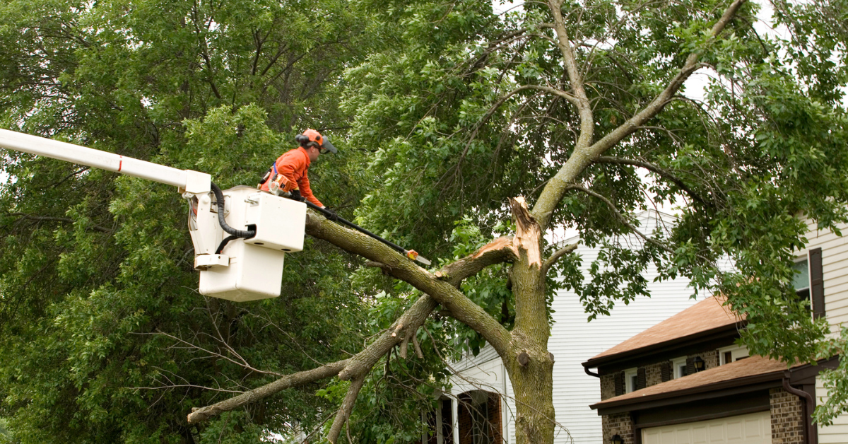 Emergency Tree Care: What to Do When Trees Pose Immediate Risks ...