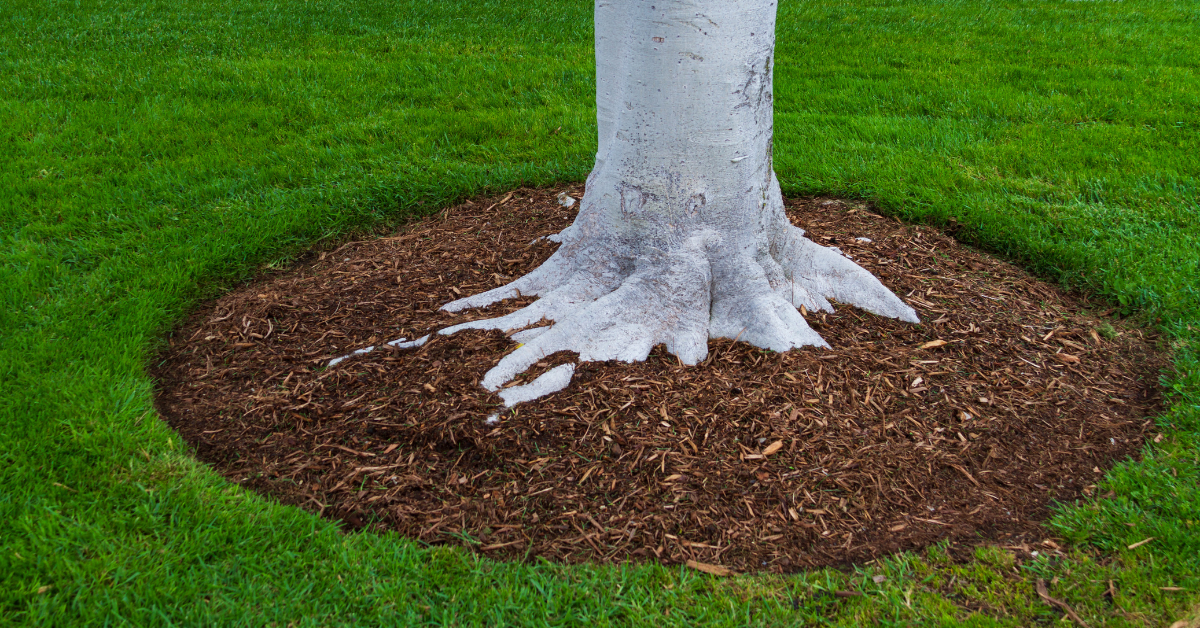 Mulch Matters: How Proper Mulching Benefits Your Trees